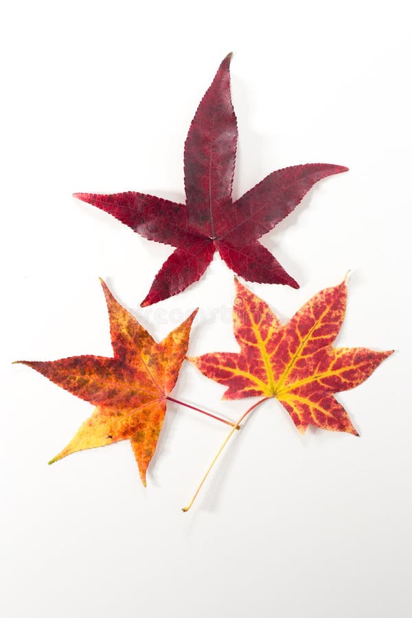 Three Maple Leaves on White Stock Photo - Image of brown, october ...