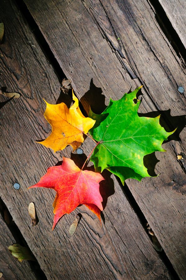 Three Maple Leaves on the Wooden Plank Stock Image - Image of tranquil ...
