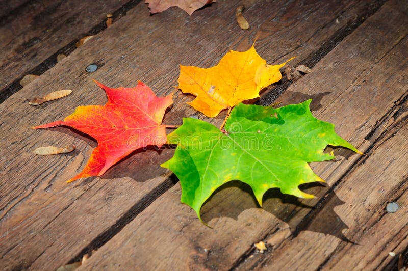 Three Maple Leaves on the Wooden Plank Stock Photo - Image of fall ...