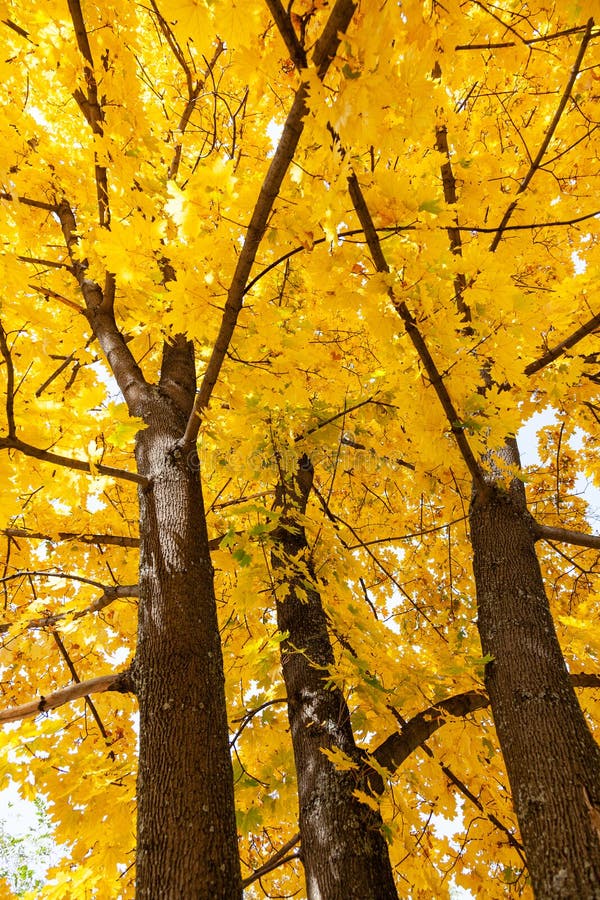 Three Maples Stretching Towards the Sun in the Garden Stock Photo ...