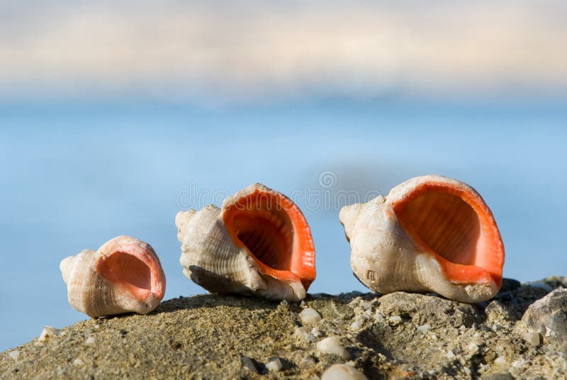 Three marine shells stock photo. Image of water, shell - 7396342