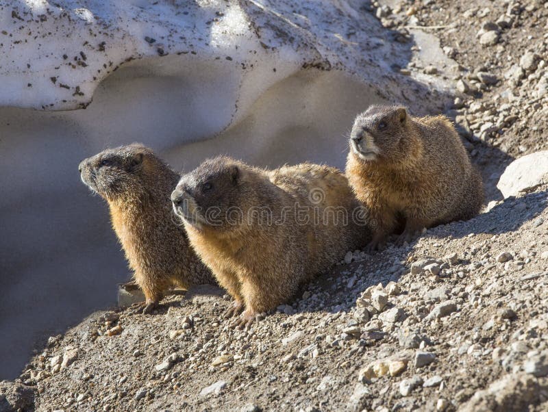 Three Marmots stock photo. Image of wild, nature, wildlife - 45685906