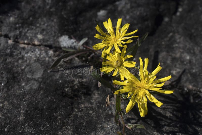 Three Marsh Hawk`s-beard Flowers Grow Stock Image - Image of flower ...