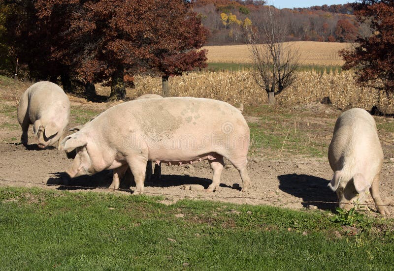 Scenic Wisconsin Farm Stock Photos - Download 339 Royalty Free Photos