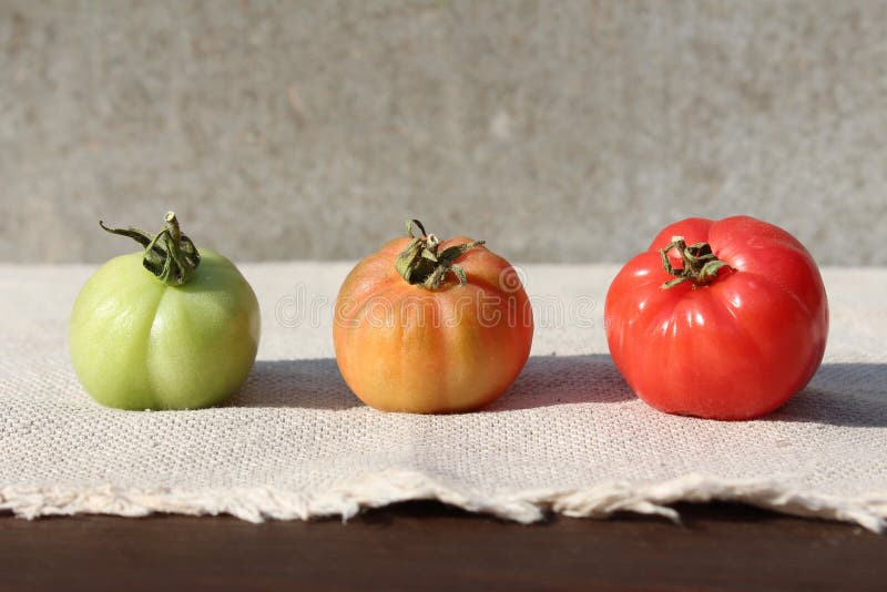 Three Maturities of Tomato. Stock Photo - Image of orange, food: 60810114