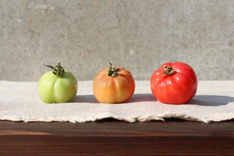 Three Maturities of Tomato. Stock Photo - Image of growth, ripe: 60809308
