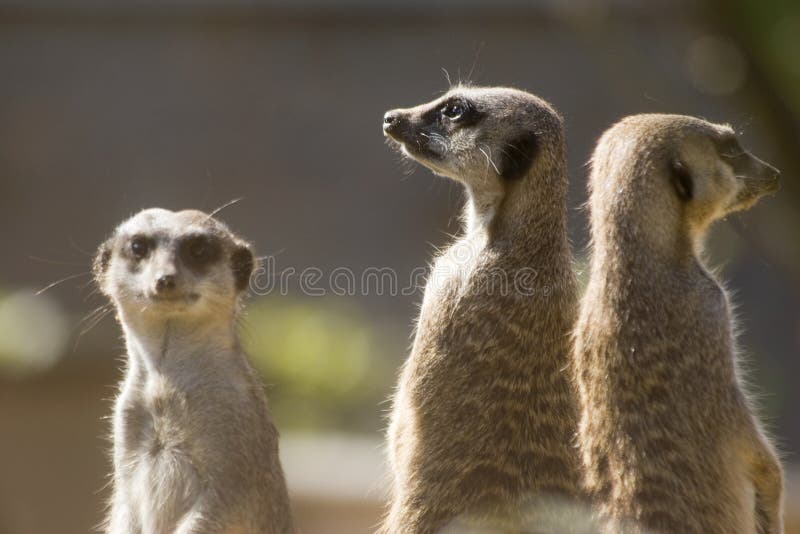 Meerkats stock photo. Image of african, mouth, brown - 14285074