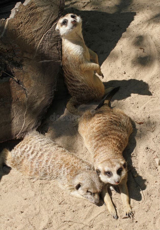 Three Meerkats in Cute Poses Stock Image - Image of social, doze: 31298529
