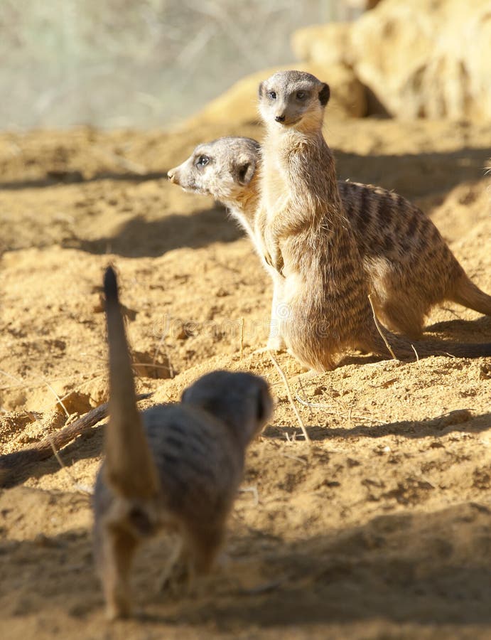 Three Meerkats on Guard Duty Stock Photo - Image of fawn, guard: 21603158