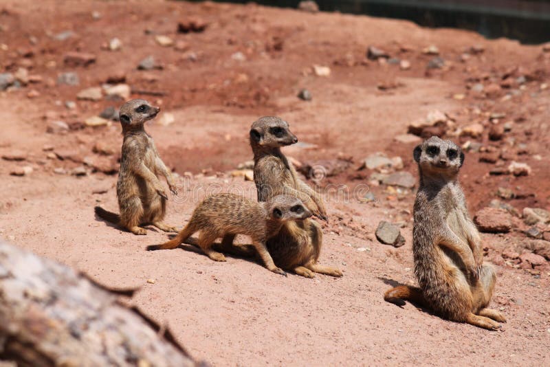 Meerkat catches mouse stock image. Image of tail, zoological - 22640115