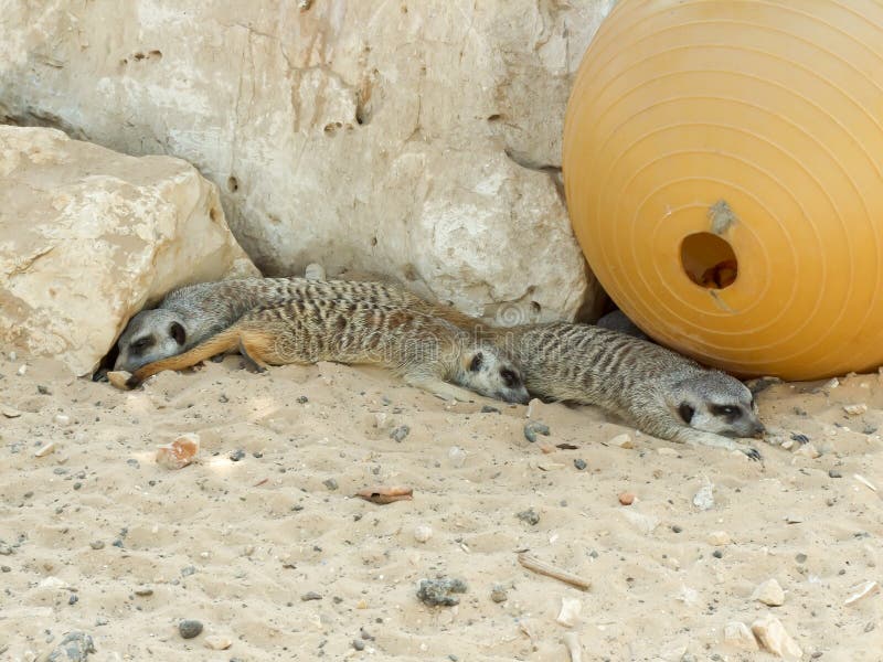Three Meerkats resting stock image. Image of mammal, outdoor - 59087871