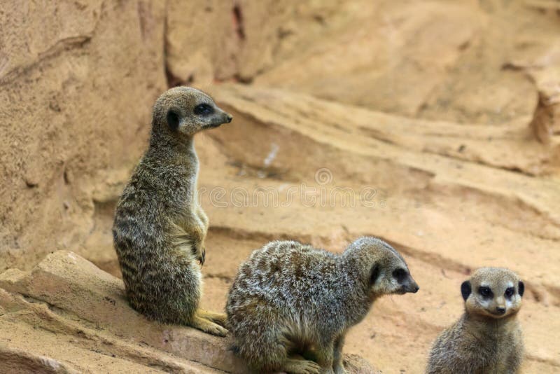 Three meerkats 1 stock image. Image of africa, nature - 191581493