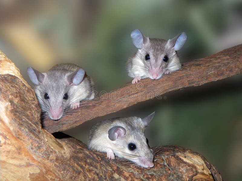 Three mice stock image. Image of friend, domestic, funny - 10760535