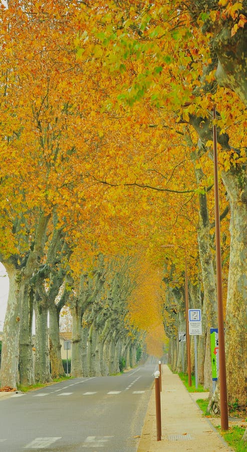 Three Mile Road with Two Row of Hugh, Plain Trees with Autumn Leaves on ...