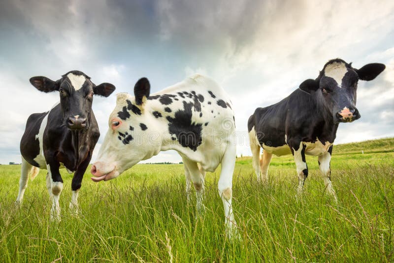 Three milk cows on pasture stock photo. Image of farm - 168801918
