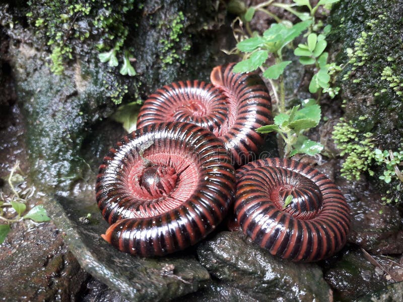 Three Millipedes that are Coiled To Hide from Their Enemies Stock Photo ...