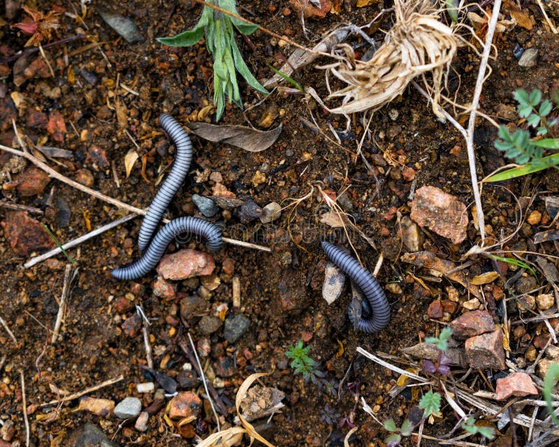 Three Millipedes or Wire Worm Ommatoiulus Rutilans Stock Image - Image ...