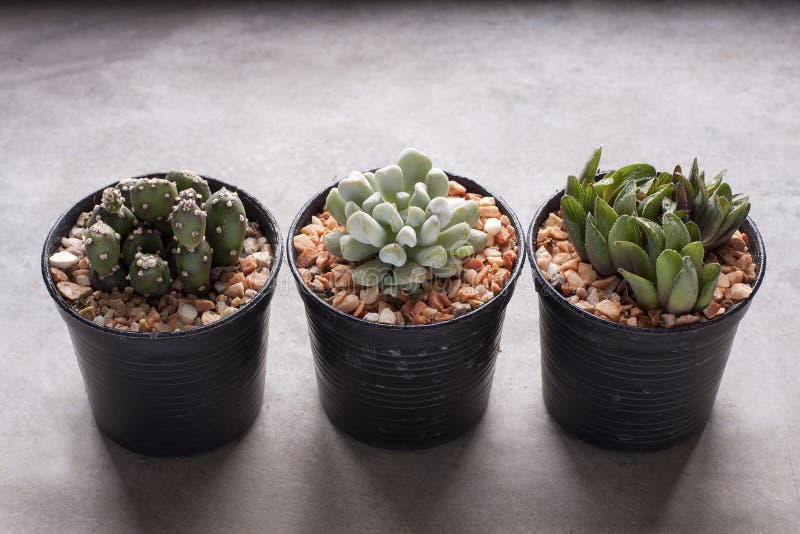 Three mini cactus in pots stock photo. Image of plant - 38075534