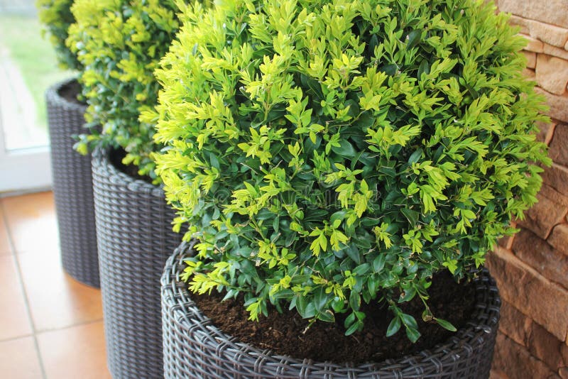 Three Modern Pots with Spherical Trimmed Decorative Buxus Tree . Stock Image - Image of natural ...