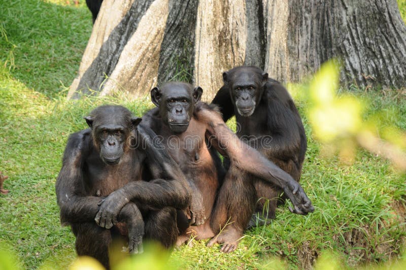 Three monkey stock photo. Image of grass, outdoor, primate - 10056776