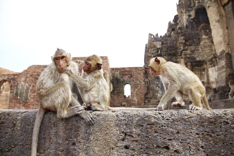 Three Monkey and Old Building Stock Image - Image of animal, hair: 41369373