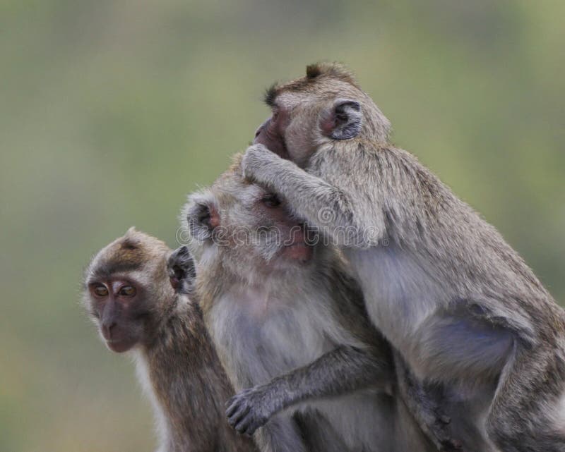 Three monkey playing stock image. Image of mauritius - 131142187