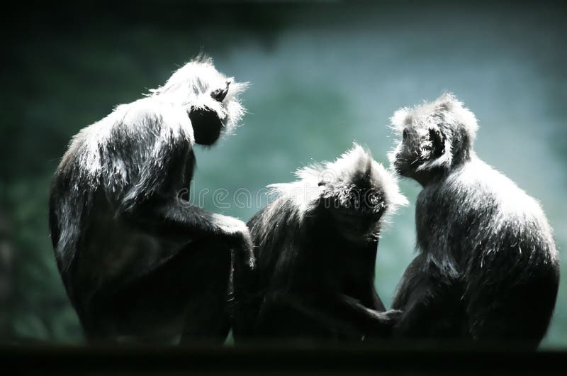 Three monkeys stock photo. Image of travel, forest, vacation - 2604450