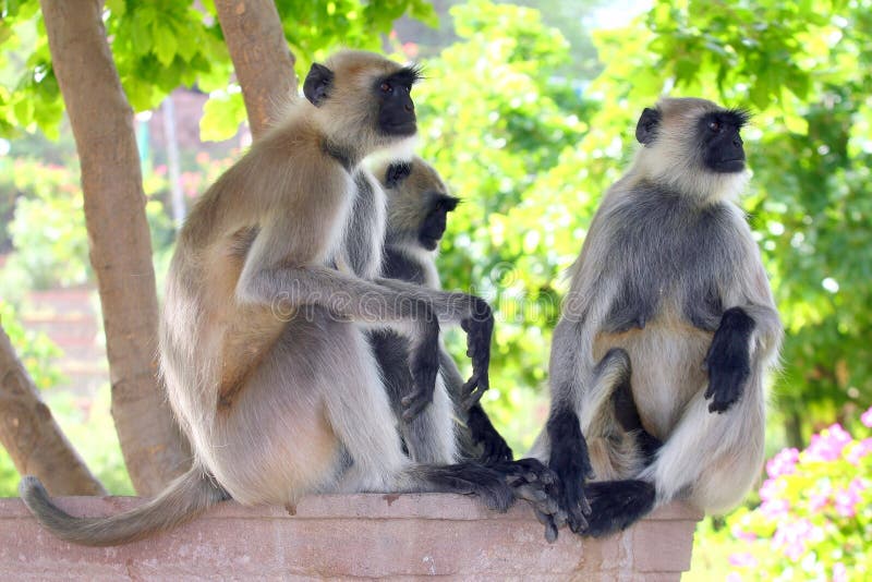 Three Monkeys Picture. Image: 5572055