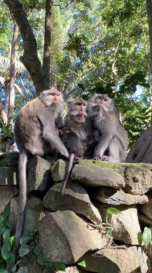 Three Monkeys are Eating Food from a Wooden Beam Near a Building Stock ...