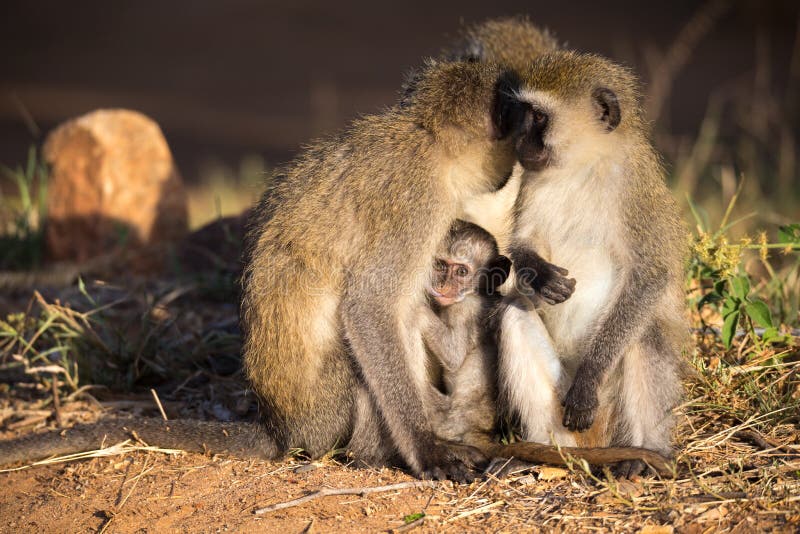 Three Monkeys with a Baby Sit Together Stock Image - Image of primate ...