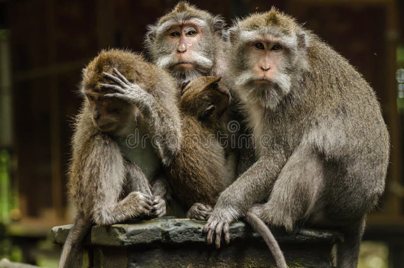 Three Monkeys and Baby in a Temple Stock Photo - Image of hair, genus ...