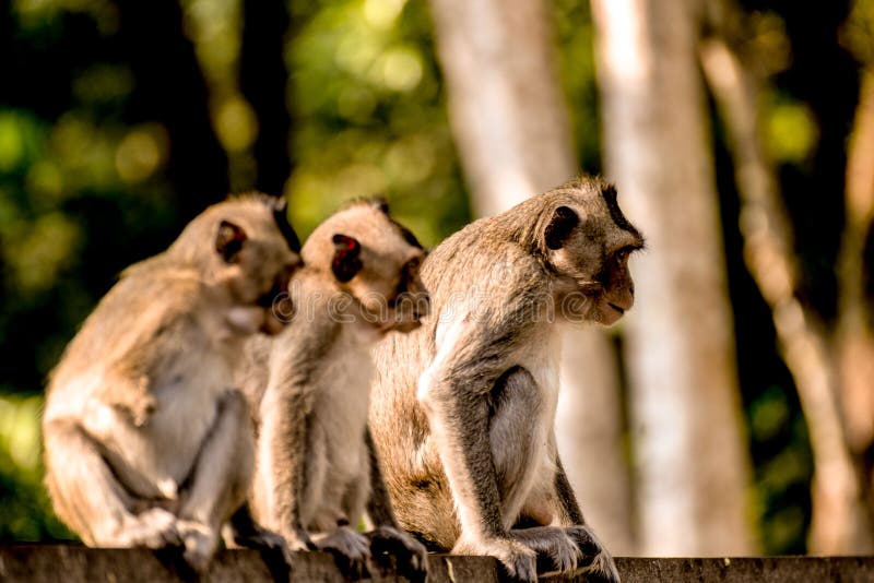 147 Three Monkeys Sitting Tree Stock Photos - Free & Royalty-Free Stock ...