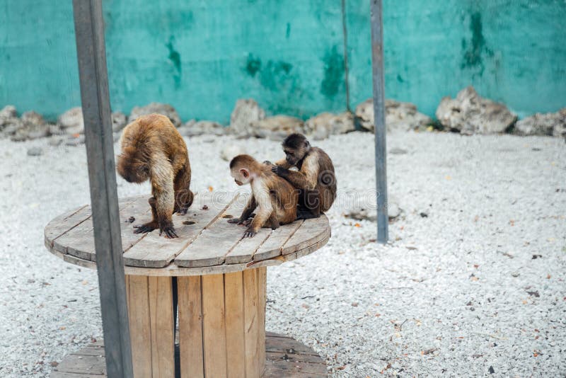 Three Monkeys Cleaned in the Zoo on a Tree Stock Photo - Image of ...