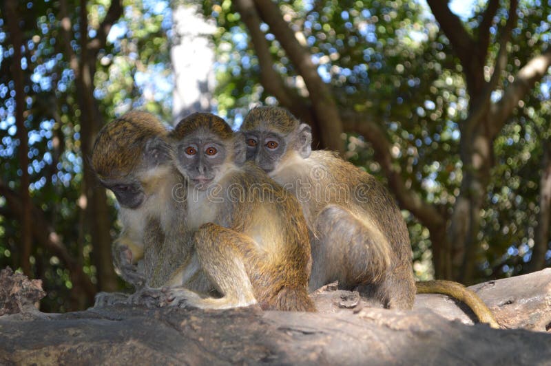 Three monkeys stock photo. Image of tree, monkeys, africa - 42941146