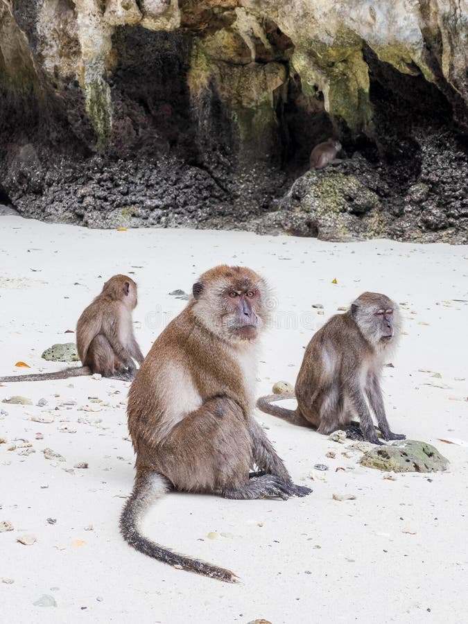 Meet Monkeys Stock Photos - Free & Royalty-Free Stock Photos from ...