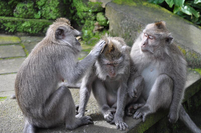 Three monkies in a row stock image. Image of wildlife - 15028511