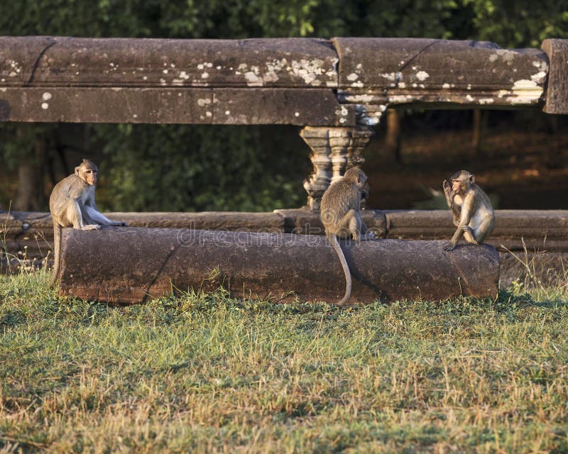 Three monkeys portrait stock photo. Image of park, landmark - 63446200
