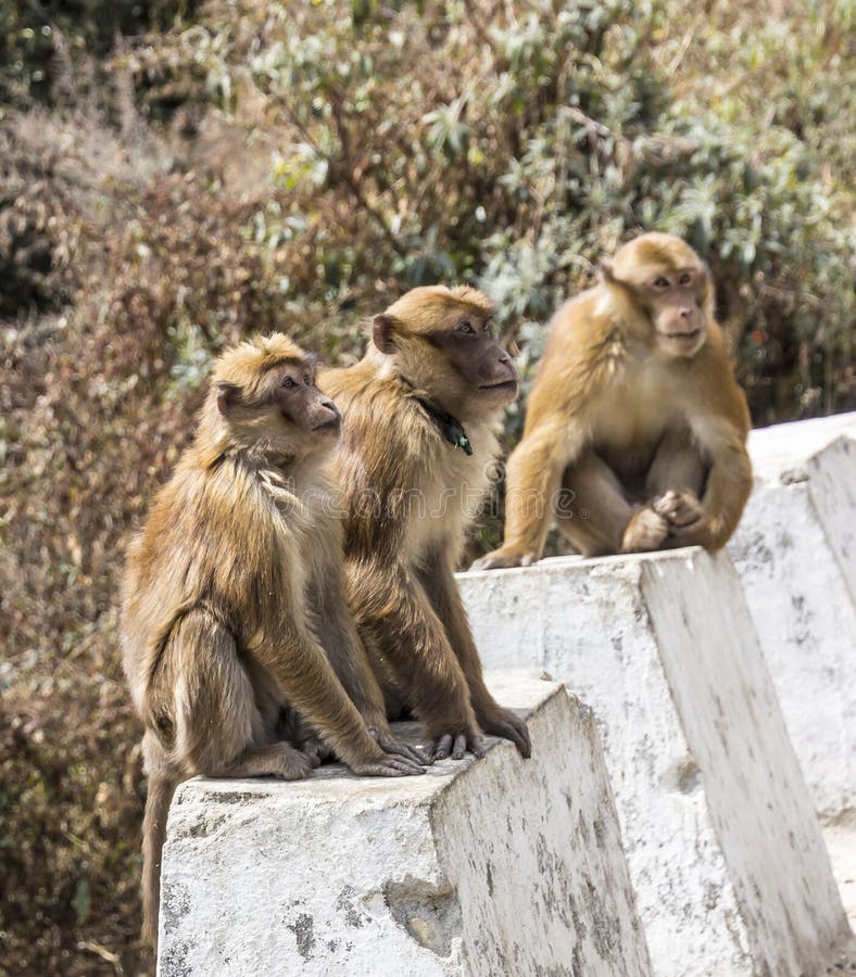 Three monkeys stock image. Image of mammal, wildlife - 41553731