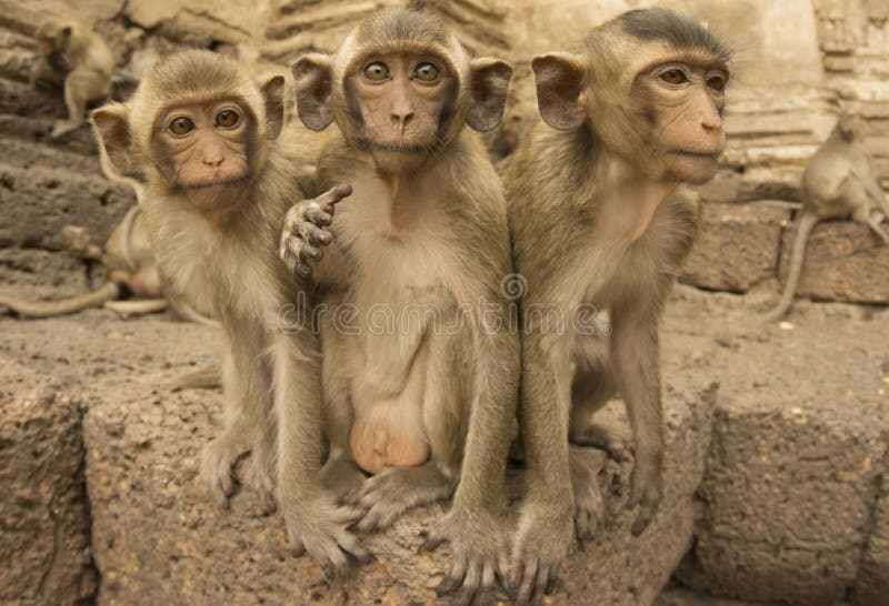 Monkey Salute Stock Photos - Free & Royalty-Free Stock Photos from ...