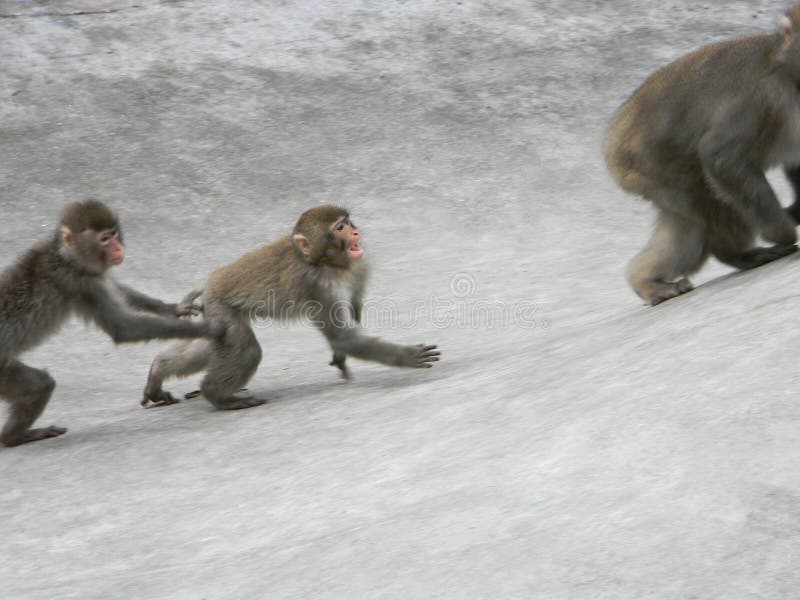 1,456 Three Monkeys Stock Photos - Free & Royalty-Free Stock Photos ...
