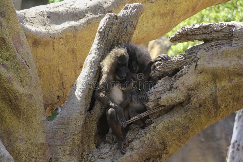Three monkeys on tree stock image. Image of young, cute - 50161083