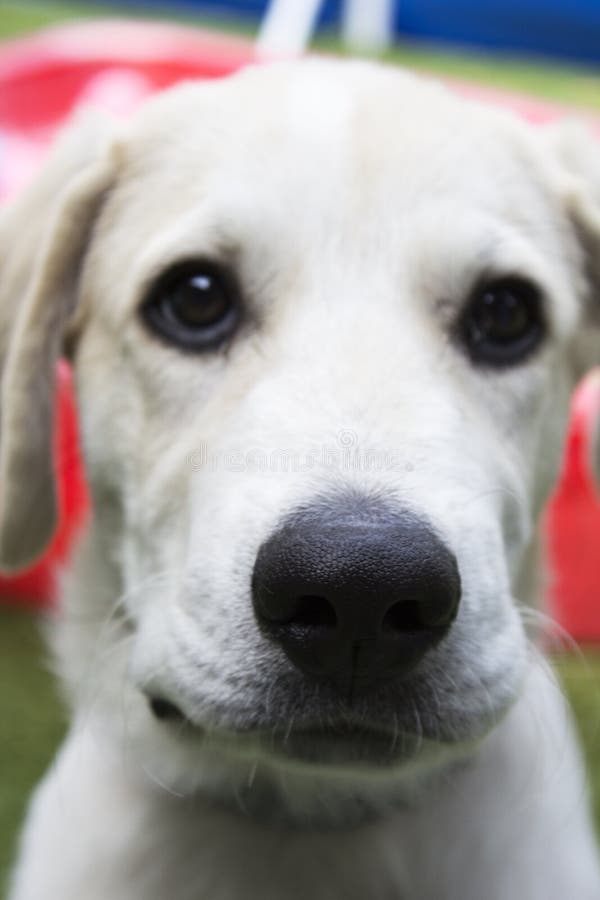 Three Month Labrador in the Yard Stock Image - Image of grass, baby ...