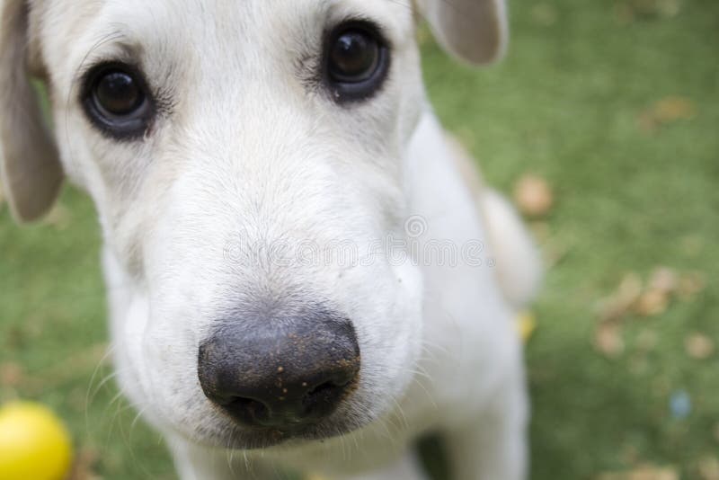 Three Month Labrador in the Yard Stock Photo - Image of outside ...