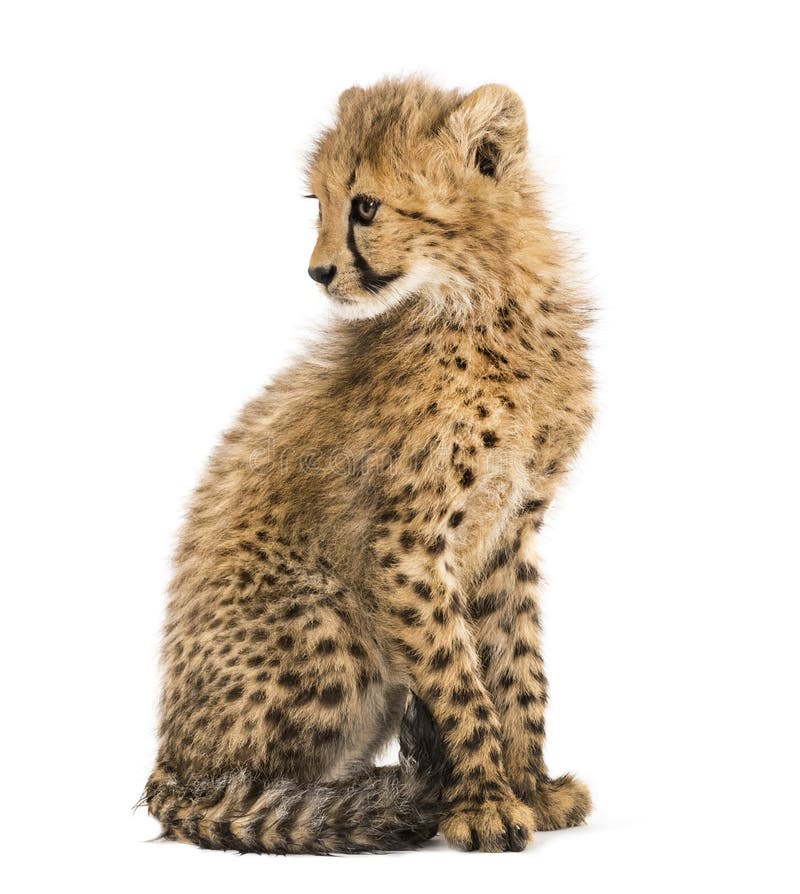 Three Months Old Cheetah Cub Sitting, Isolated Stock Photo - Image of ...