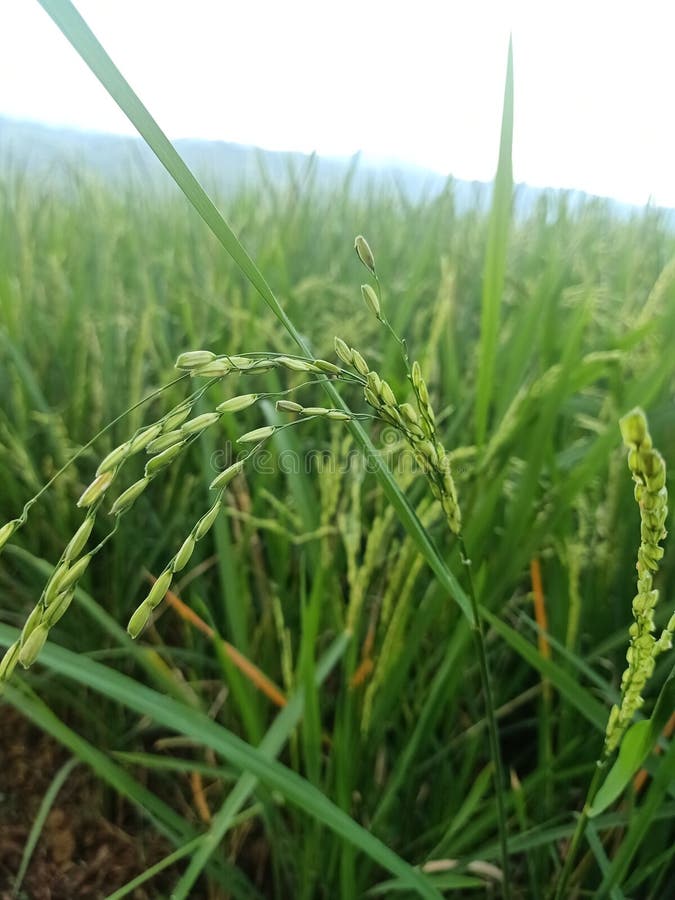 Three Months Old Green Rice Tree Stock Image - Image of rice, tree ...
