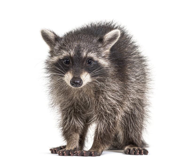 Red Raccoon Standing and Facing at the Camera Stock Photo - Image of ...