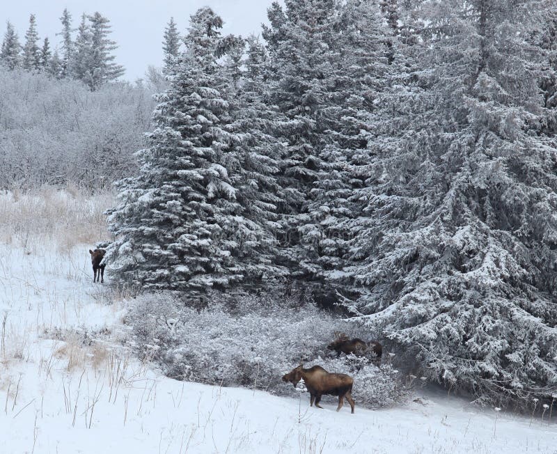 Three Moose Near the Spruce Stock Photo - Image of feeding, food: 22224346