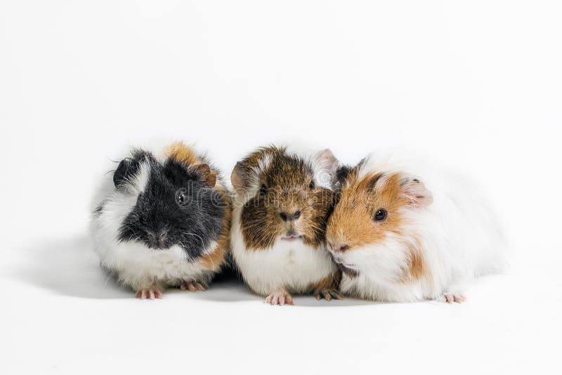 Funny Motley Guinea Pigs Stock Photos - Free & Royalty-Free Stock ...