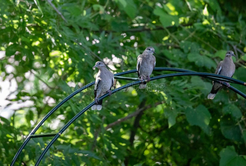 Three Mourning Doves Perched on Limb Surrounded by Greenery Stock Image ...