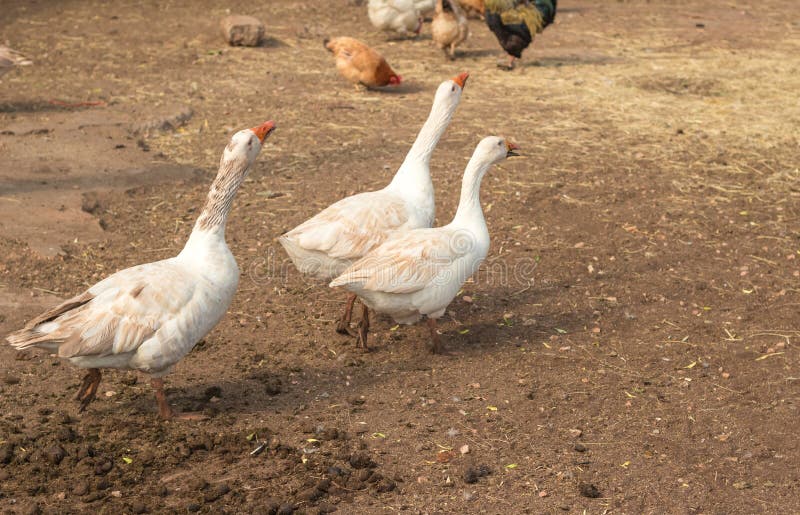 Three Muddy Geese in Sandy Farm Yard Stock Image - Image of running ...